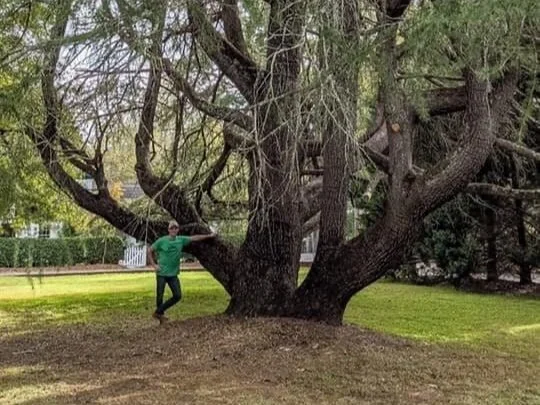 Services — Watson Arbor Service