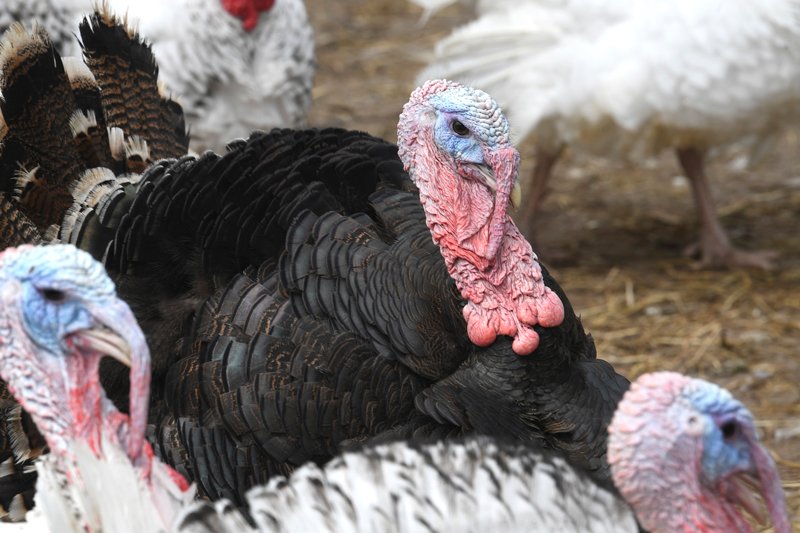 Our Farming Family — The Daylesford Meat Co. | Local Free Range Butcher ...