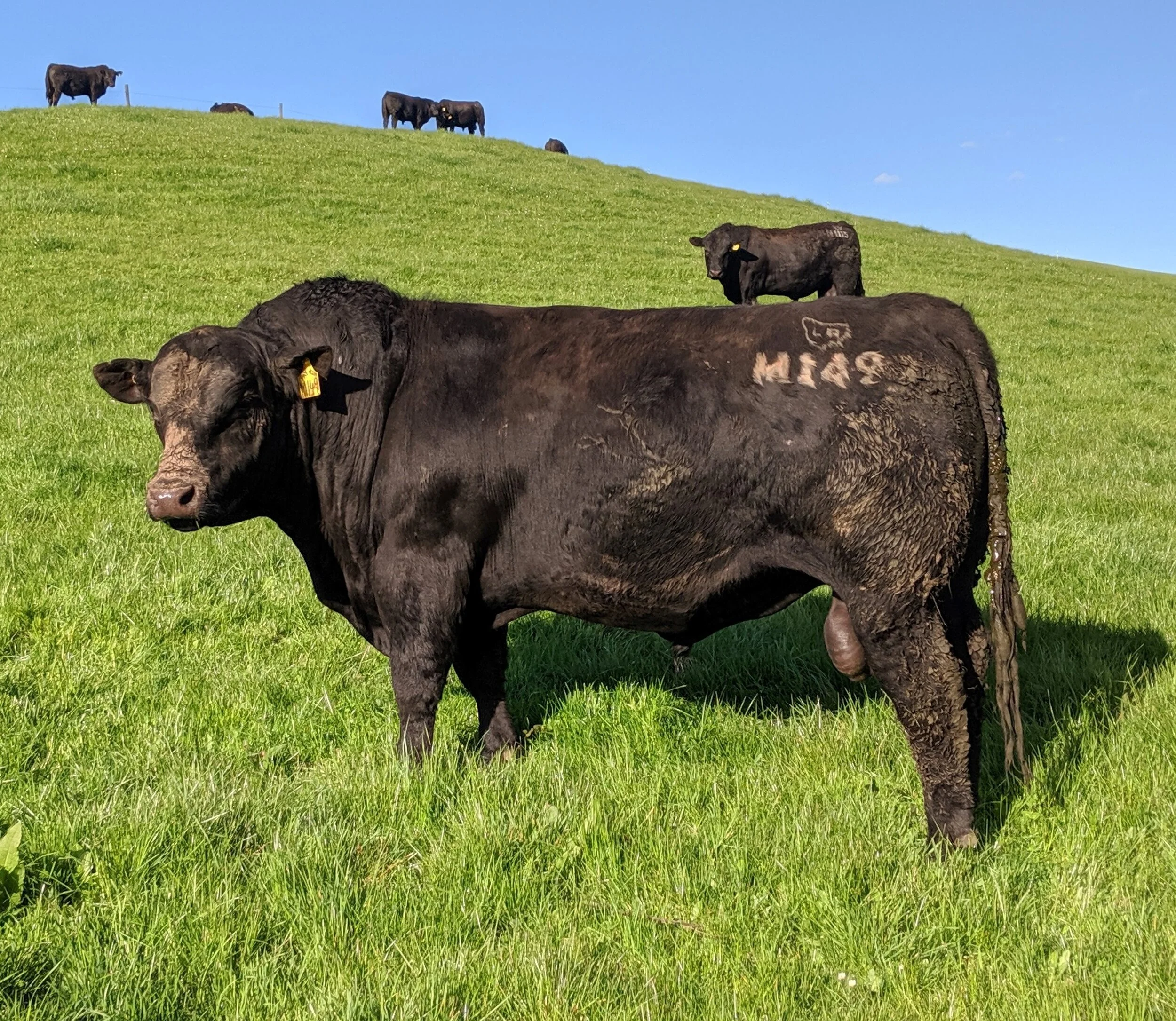 Gunningham Family Farms