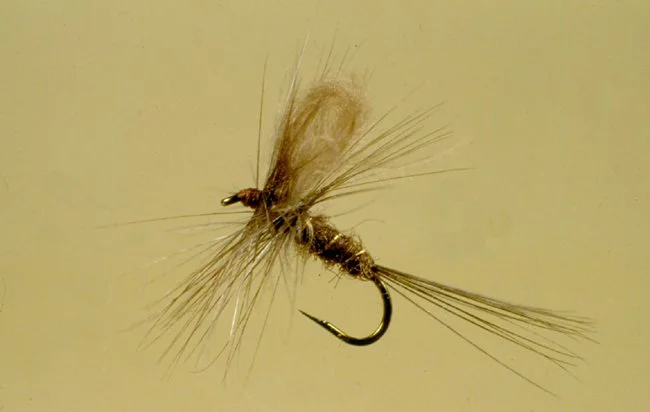 Massimo Magliocco — The Floating Fly