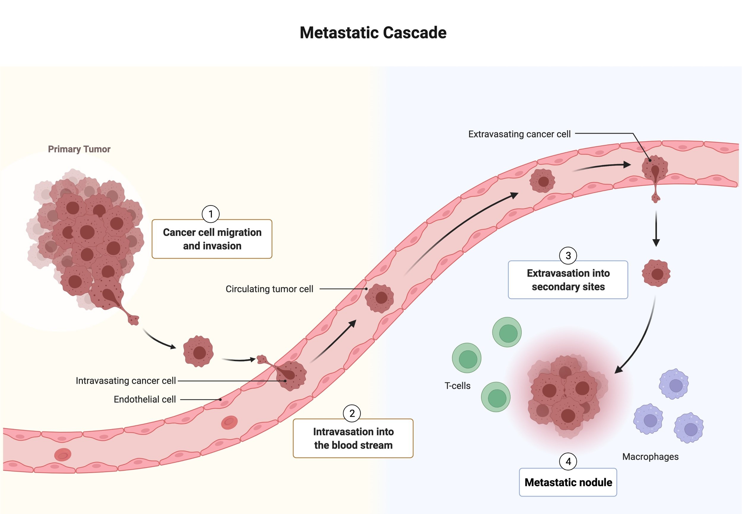 Areas of Research — The Elena Piskounova Lab