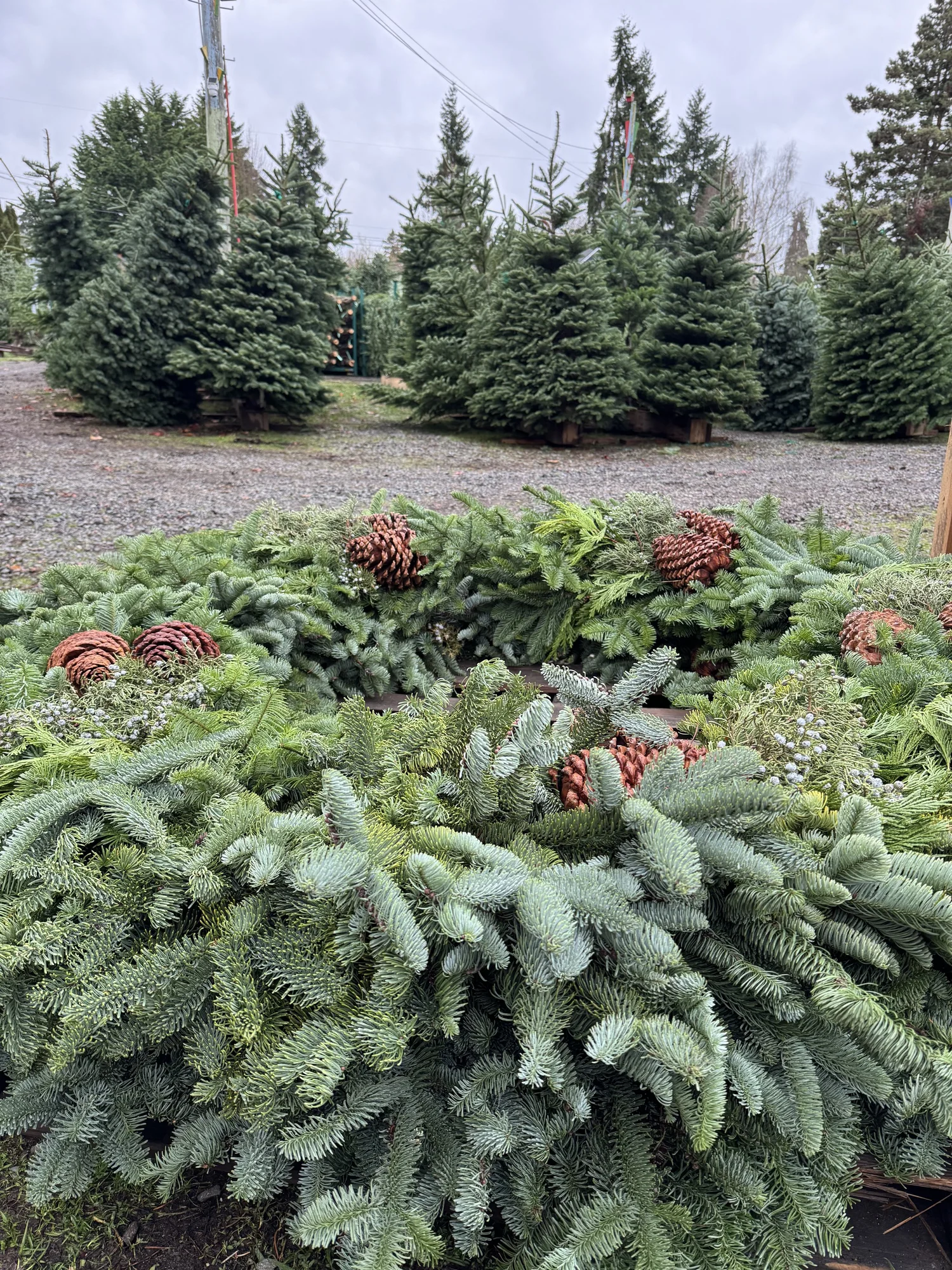 Wedgwood Tree Lot — Hunter Farms