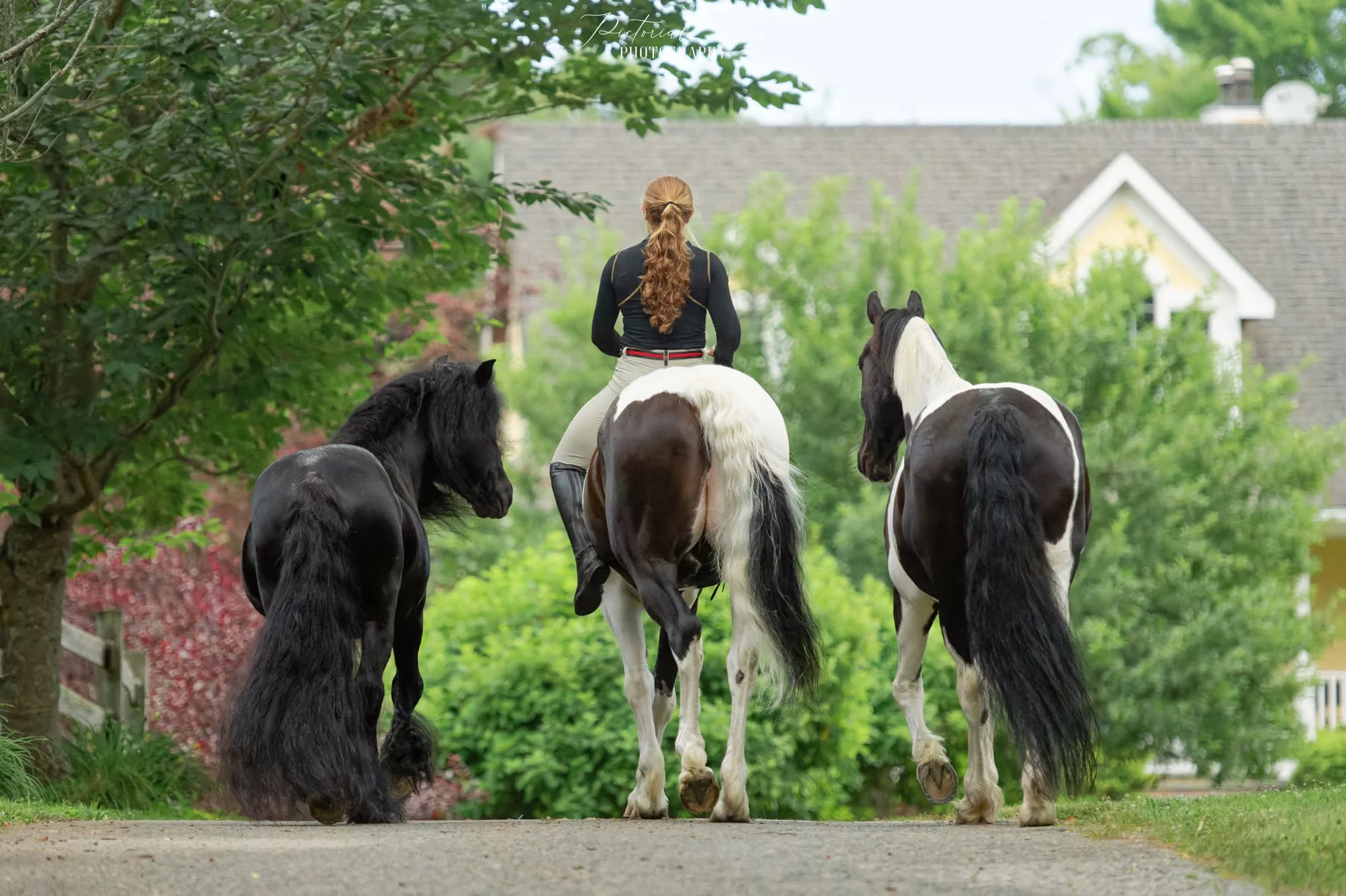 Braveheart Beasts - Liberty Work - Horse Trainer