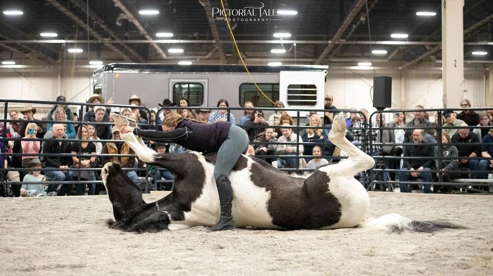 Clinics & Demos - Relationship Based Horse Training — Braveheart Beasts ...