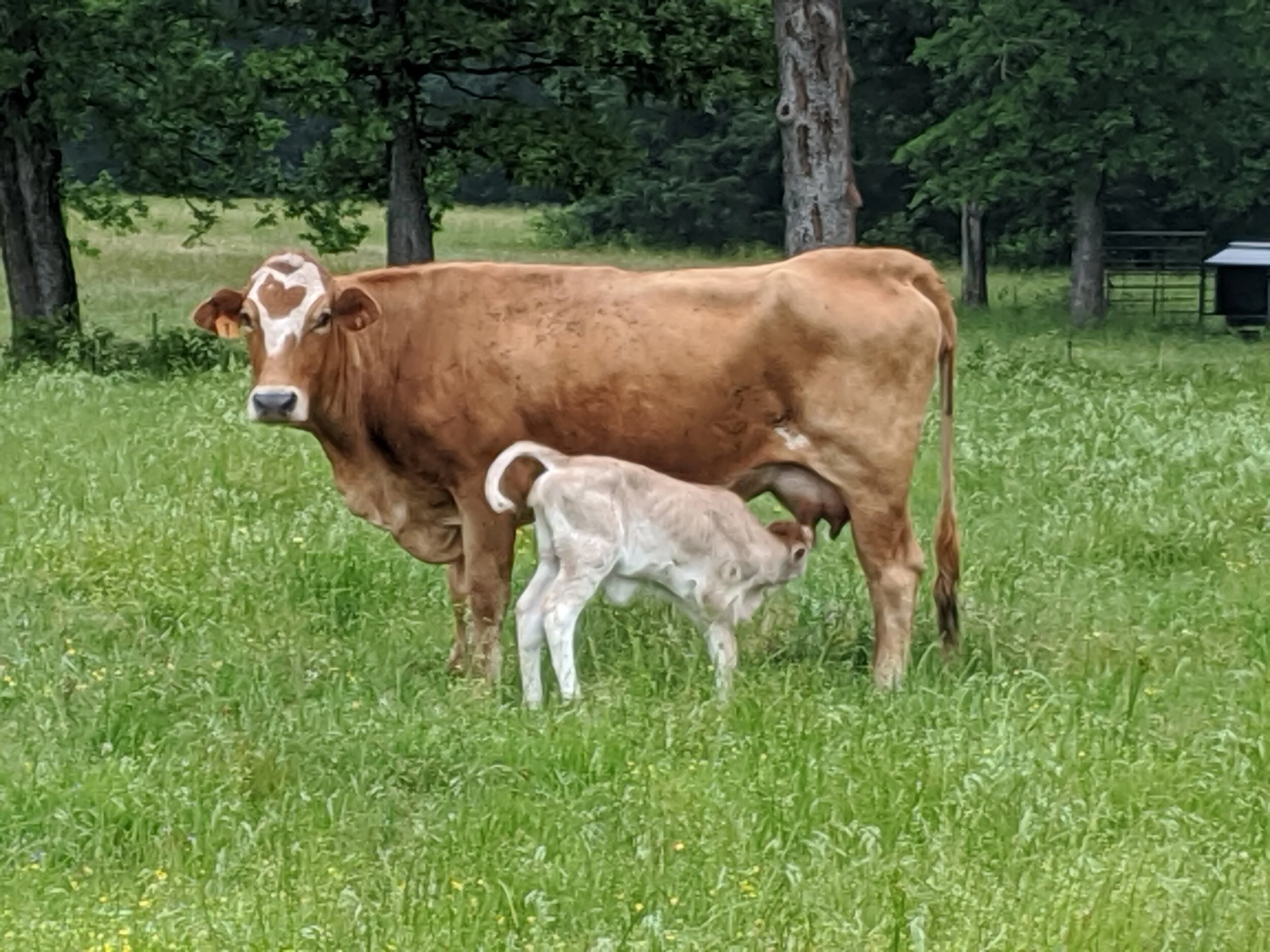 About Us — Raintree Ranch