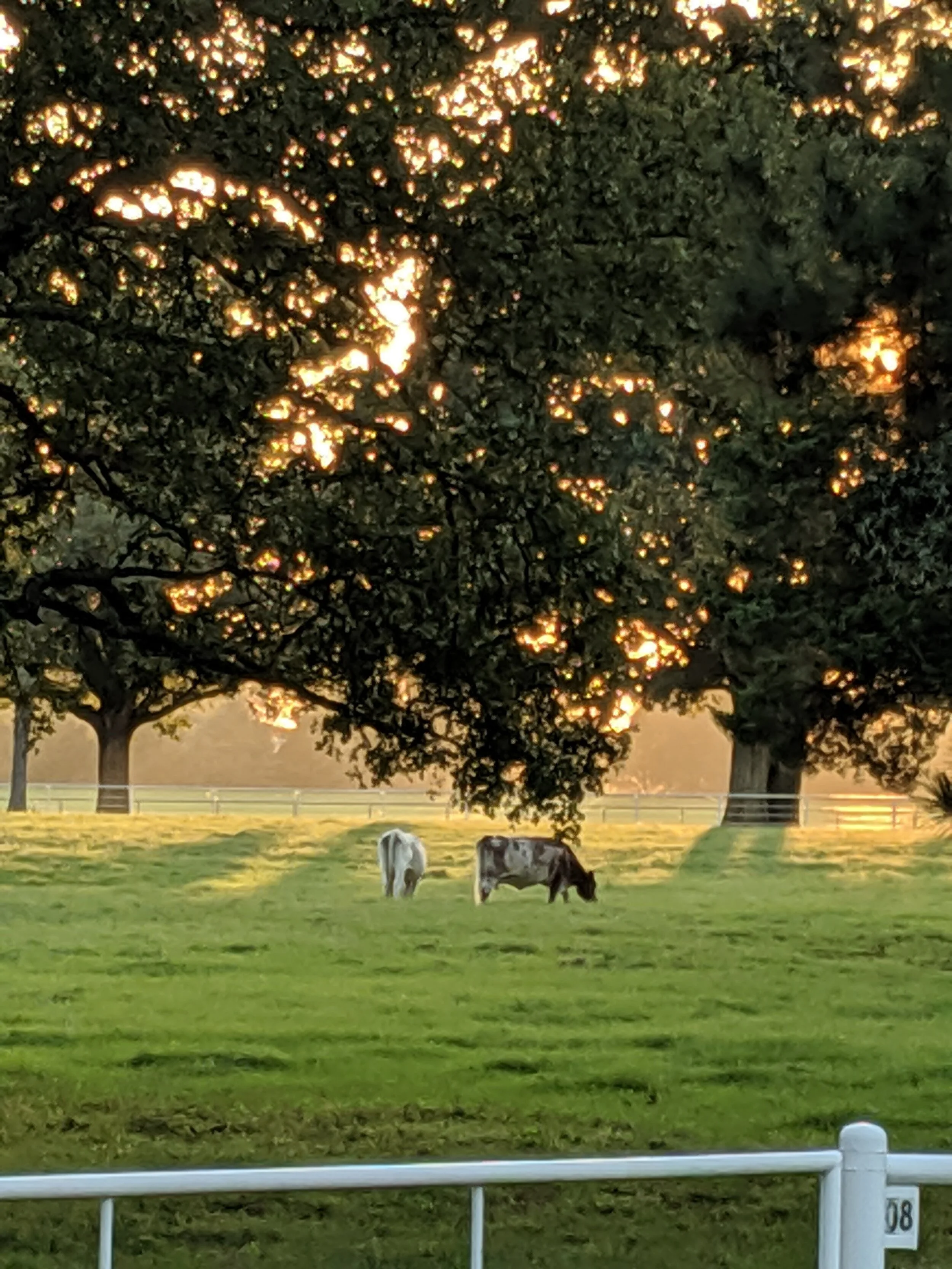 About Us — Raintree Ranch