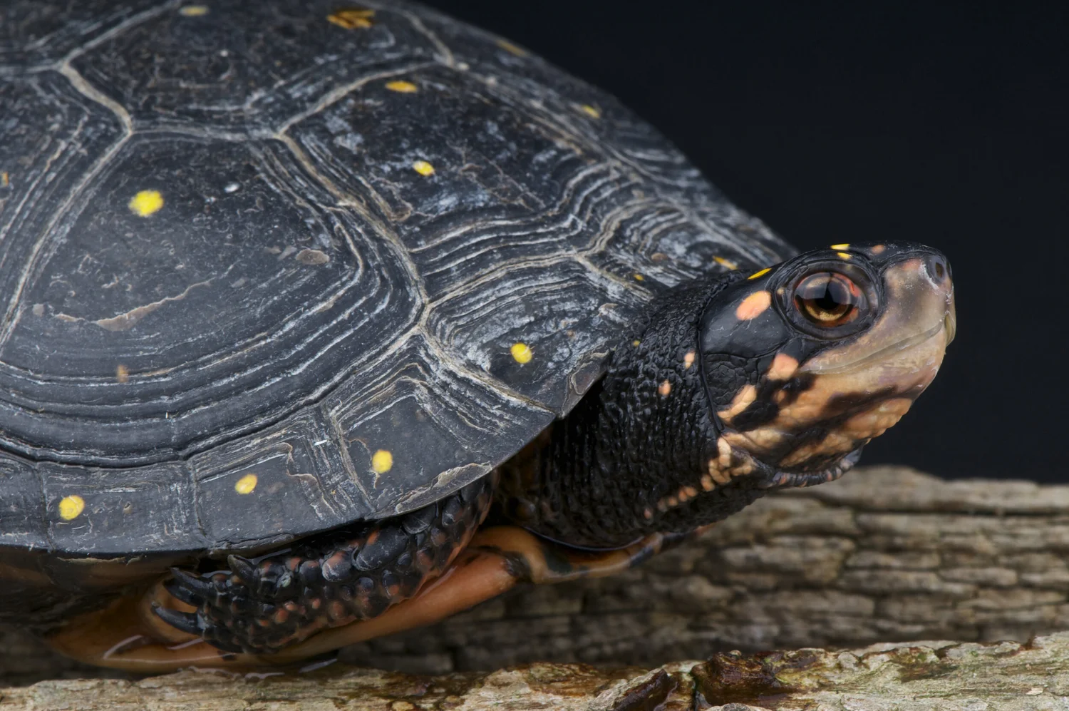 All About Ontario Turtles! — Village of Bayfield