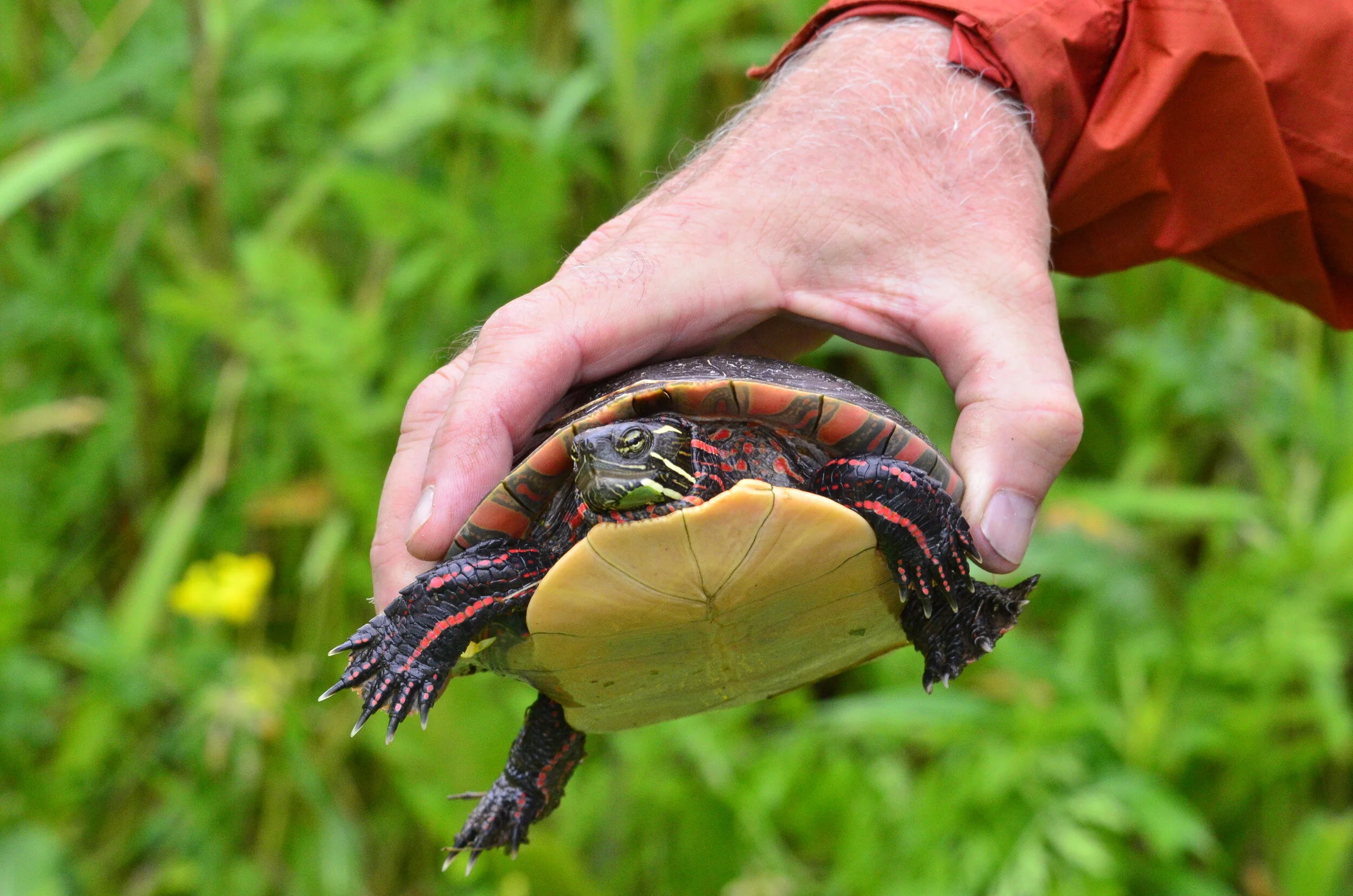All About Ontario Turtles! — Village of Bayfield