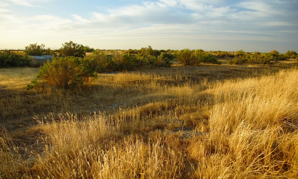 Land Fallowing Program — Tule Basin Land & Water Conservation Trust