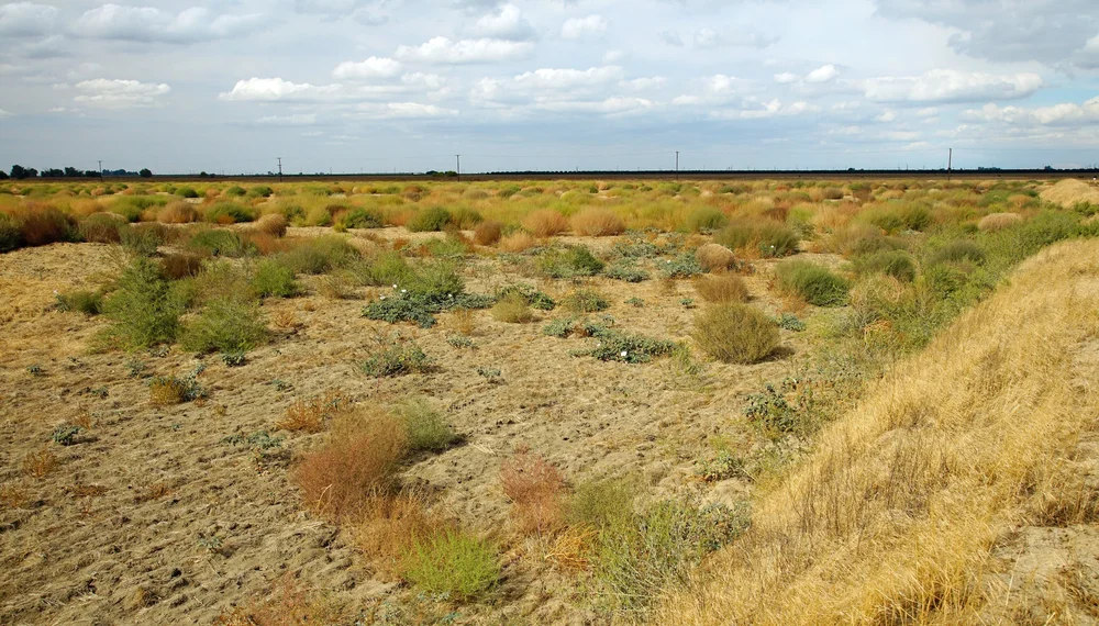 Land Fallowing Program — Tule Basin Land & Water Conservation Trust