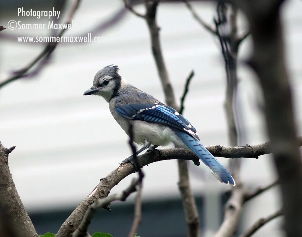 Season 20 — Sommer Maxwell