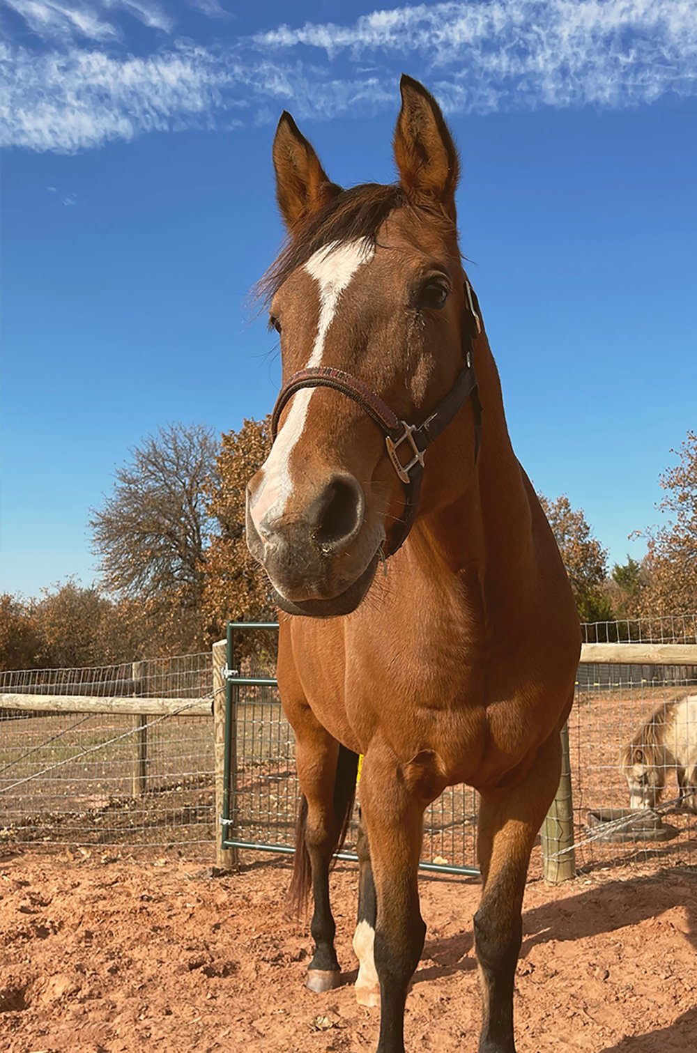 Willow Ranch, Equine Assisted Counseling