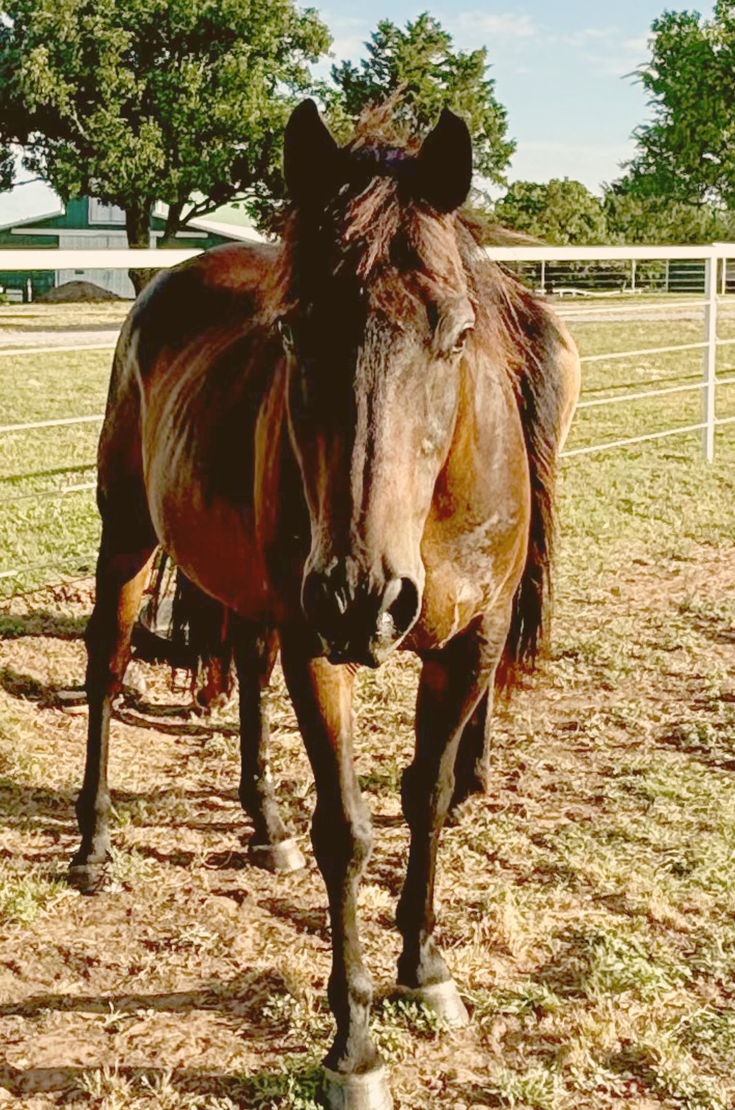 Willow Ranch, Equine Assisted Counseling