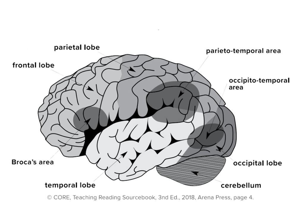 Science of Reading & Educator Training — Sunnyseed