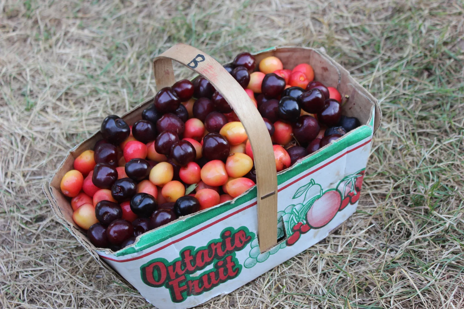 Home [www.bridgmansfarm.ca]