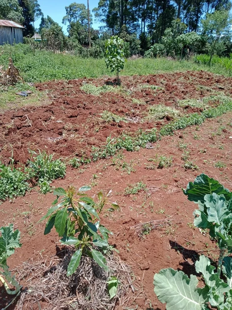 Amexem-Moor-Empire: Imperial-Government: Operations-Adjustments In The ...