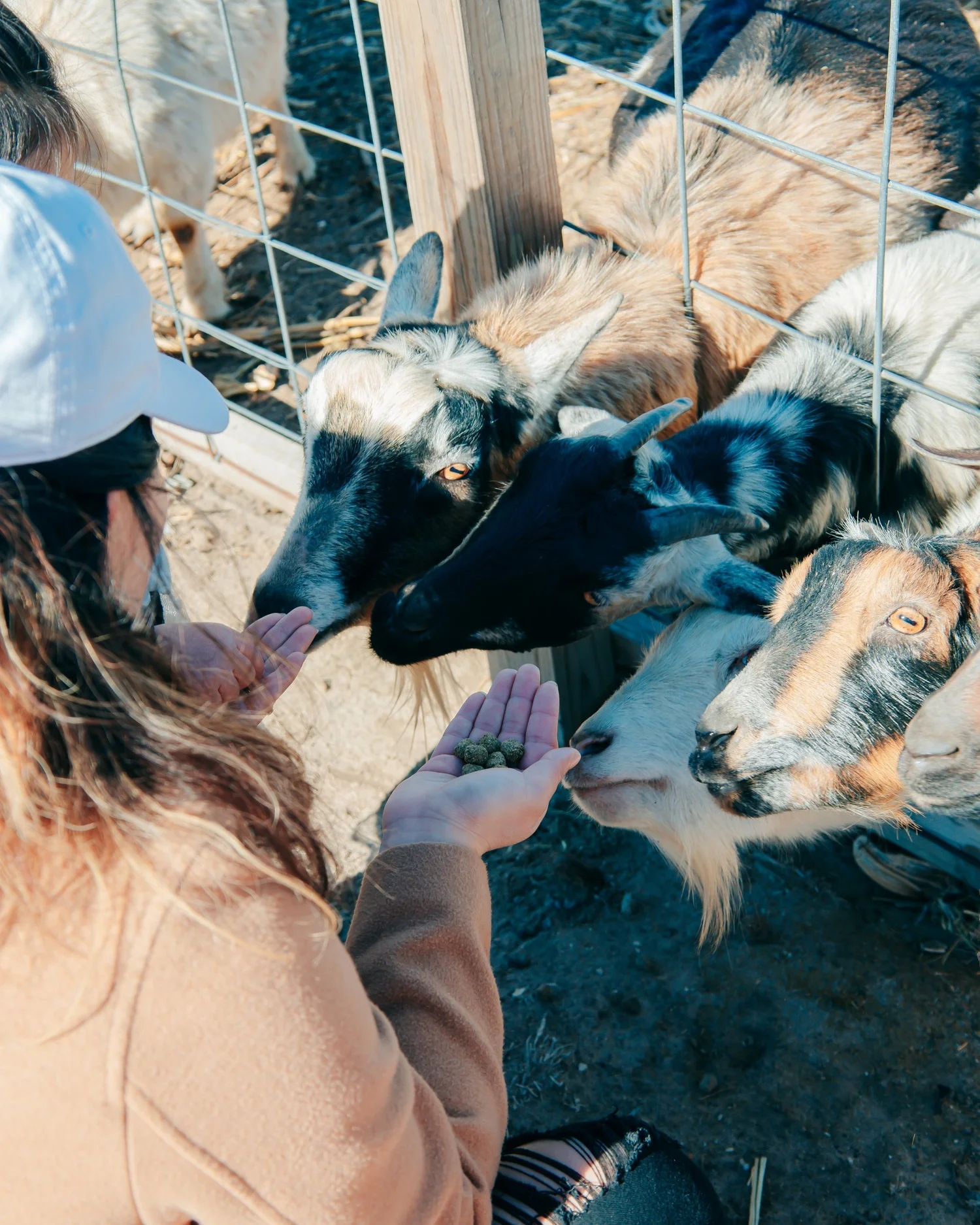 The Petting Zoo — A&H Farm