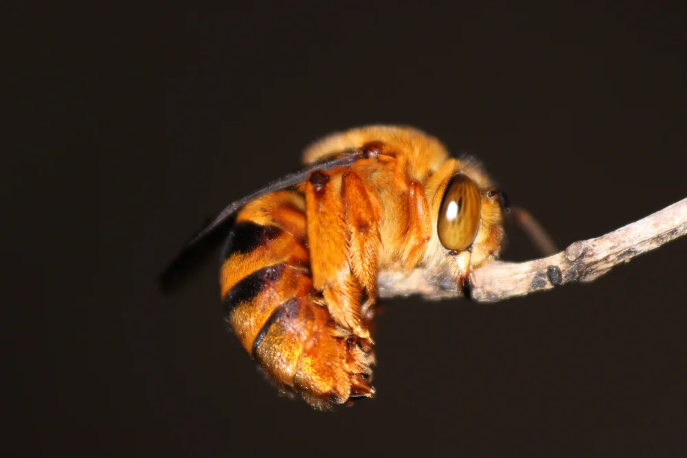 Solitary Bees — A Green Soul Native Bees