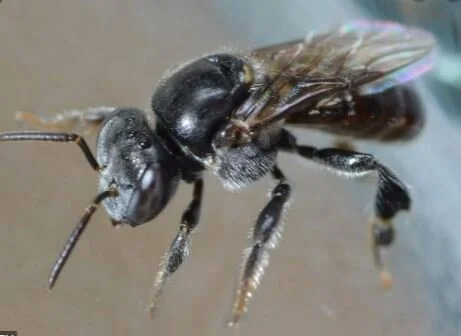 Native Stingless Bees — A Green Soul Native Bees
