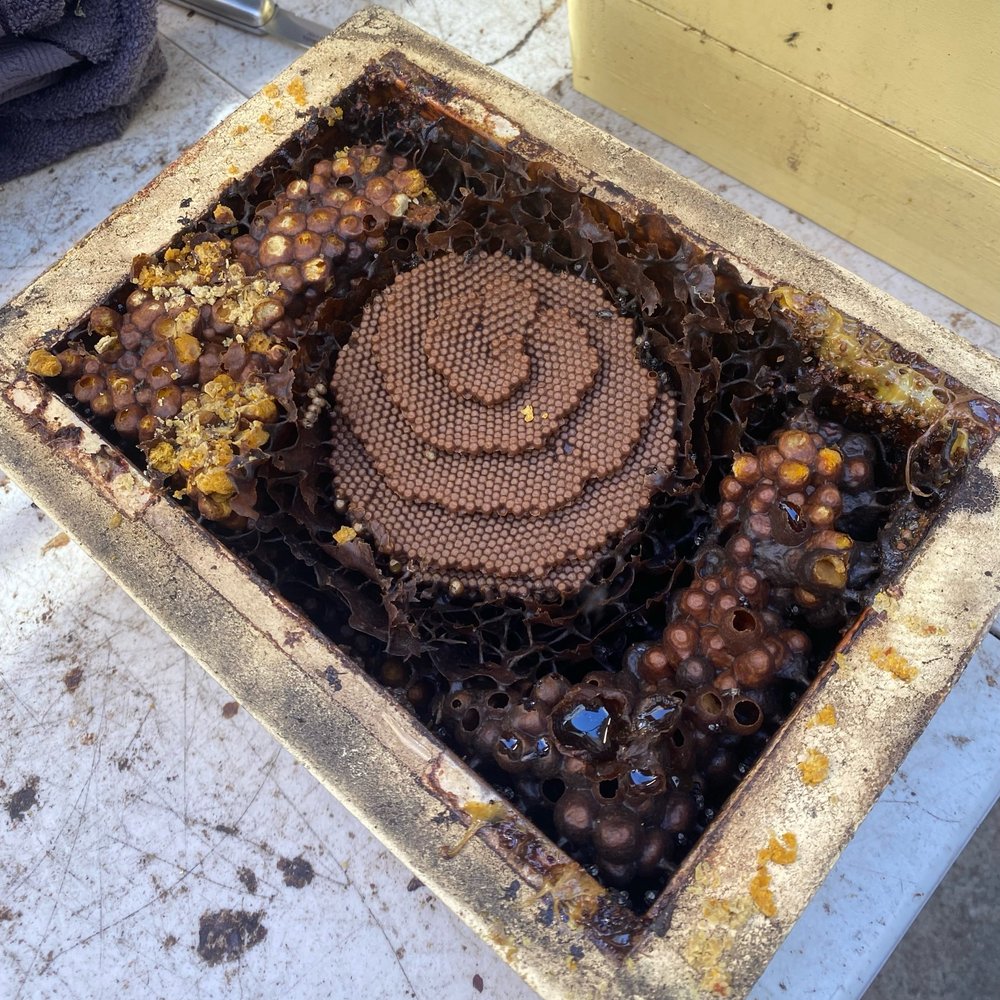 Schools & Kindys — A Green Soul Native Bees