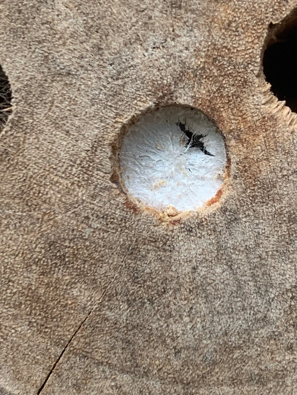 What's in your bee hotel? — A Green Soul Native Bees