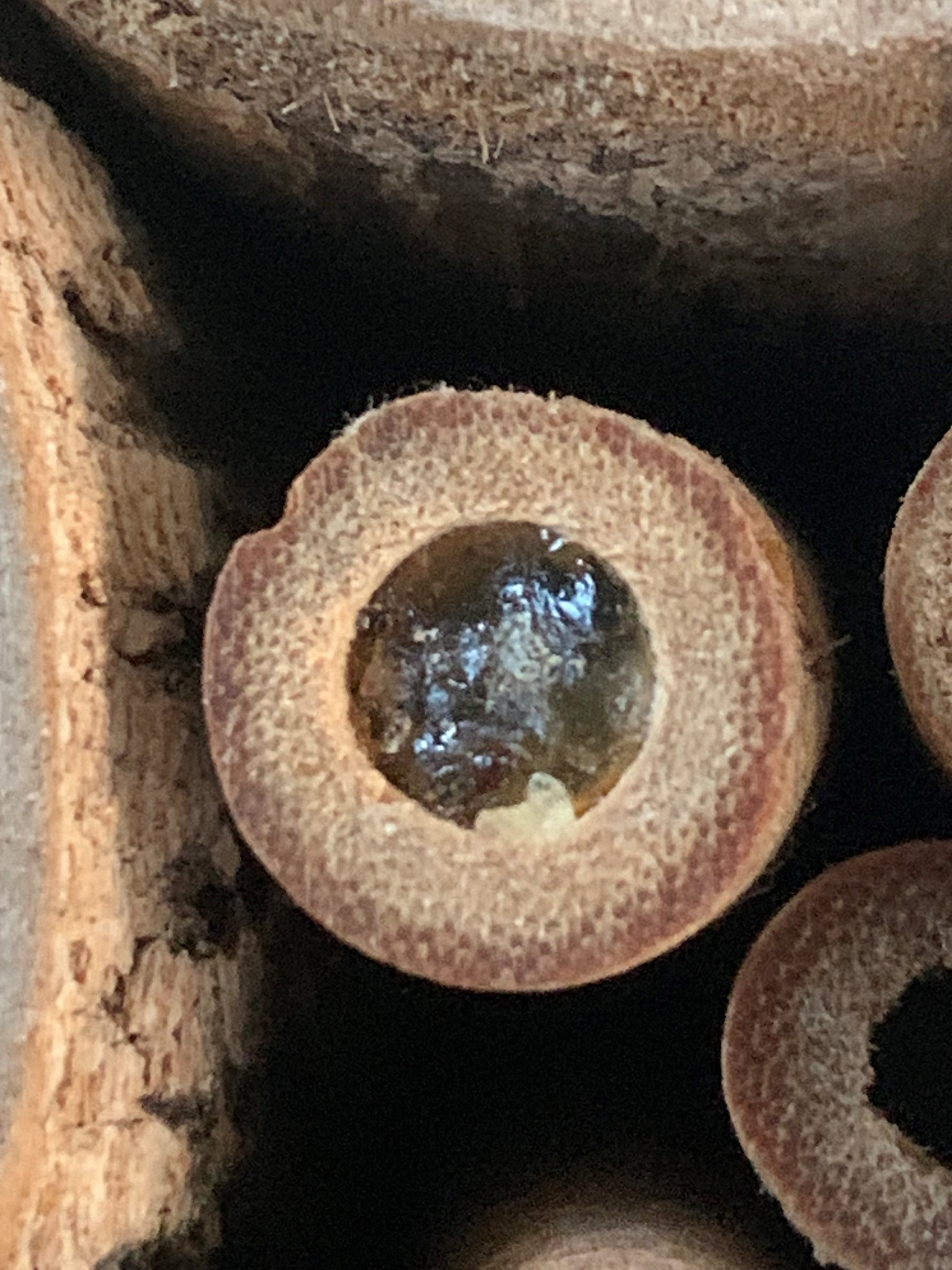 What's in your bee hotel? — A Green Soul Native Bees