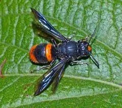 What's in your bee hotel? — A Green Soul Native Bees