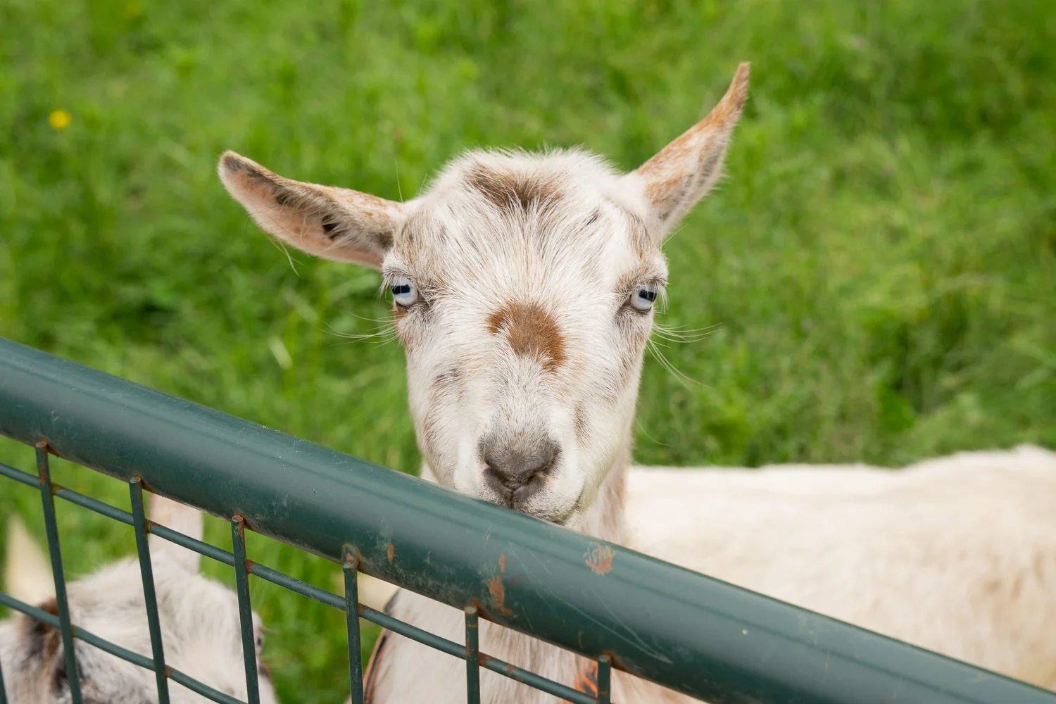 Meet Our Vendors: Left Foot Farm — Neighborhood Farmers Markets