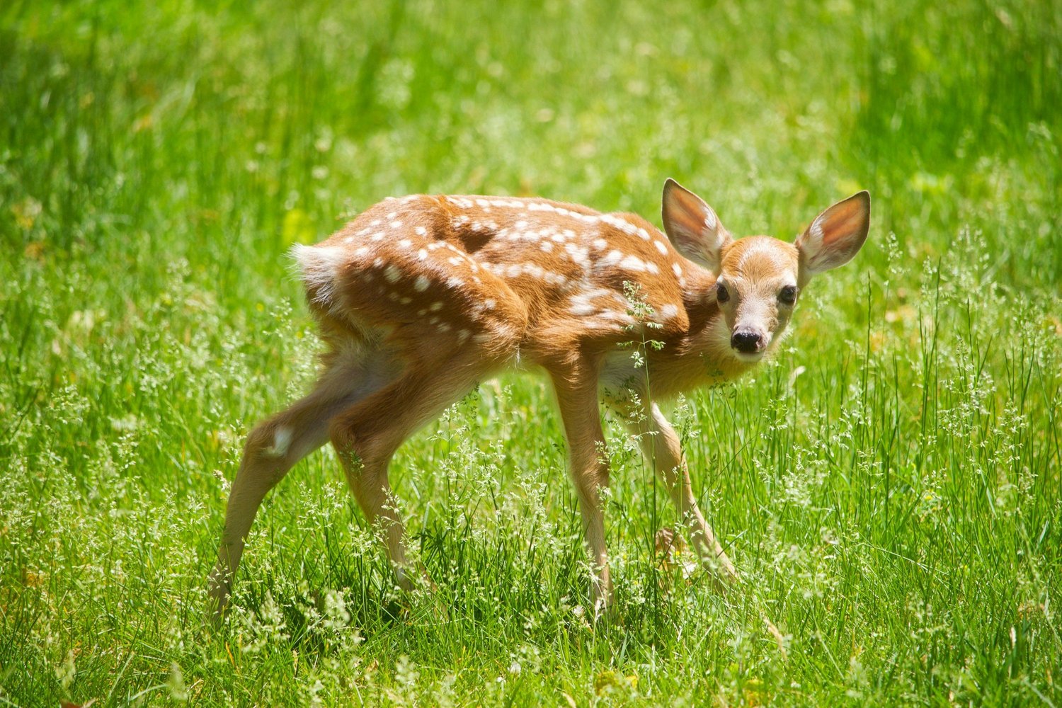 Fight, Flight, Freeze… Fawn? Understanding Survival Responses with a ...