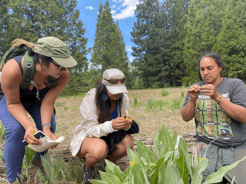 Register for Herbal Classes — Northern California School of Botanical ...
