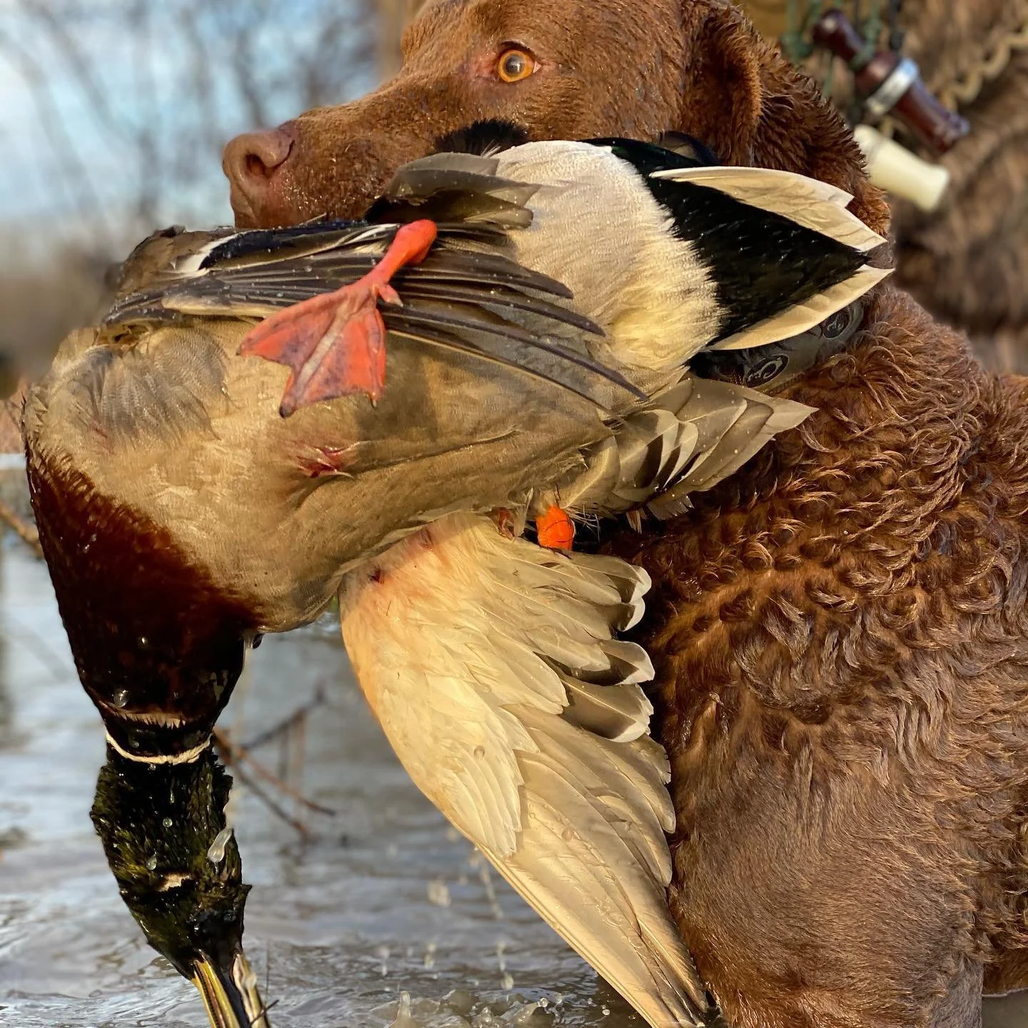 Cache Landing Hunt Club