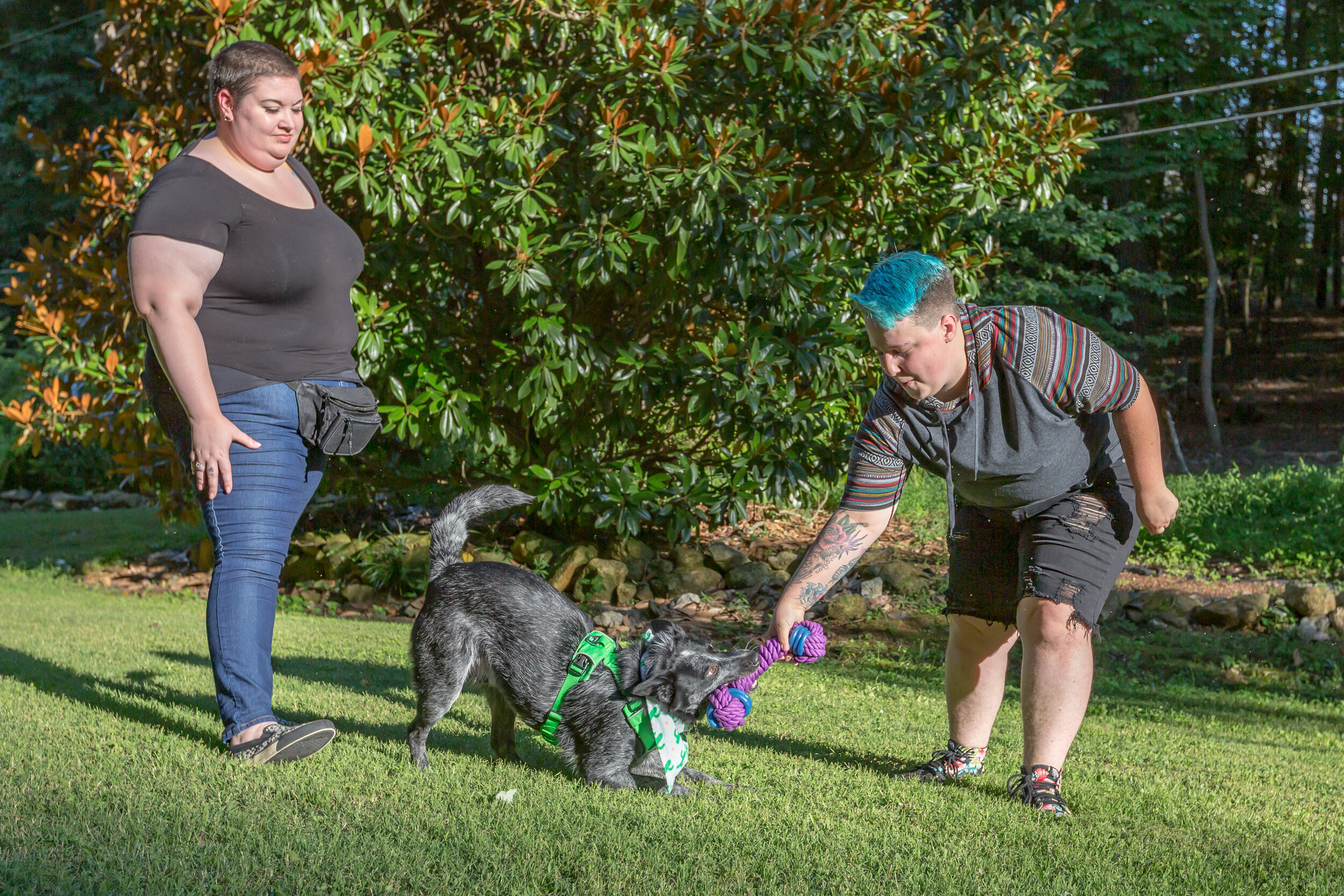 Services 3 — Professional Paws Academy