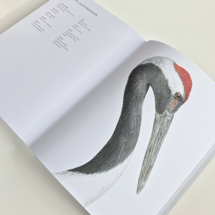 Illustration Work — Carolyn Jenkins Botanical Artist