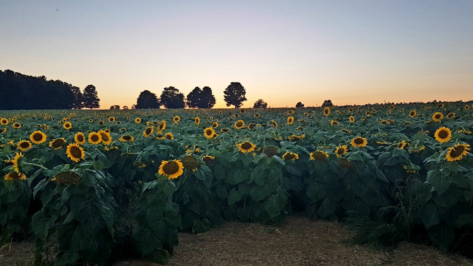 The Sunflower Farm