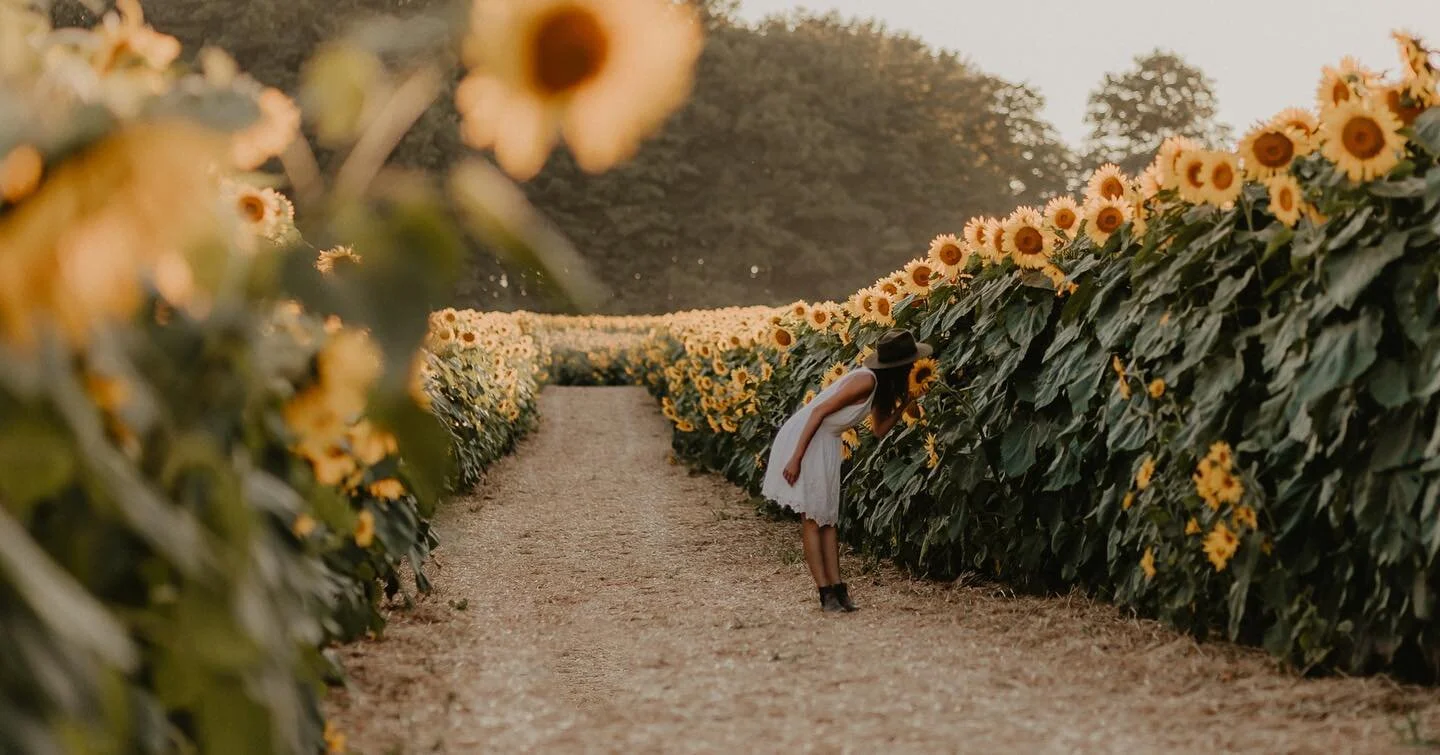 The Sunflower Farm