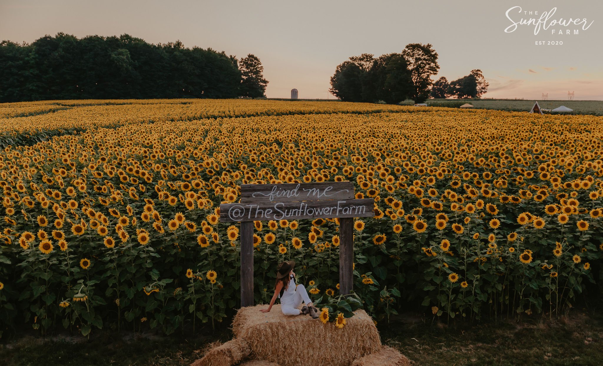 Sunflower Farm Sunflower Farm In Cecil, Wisconsin, Draws Thousands To