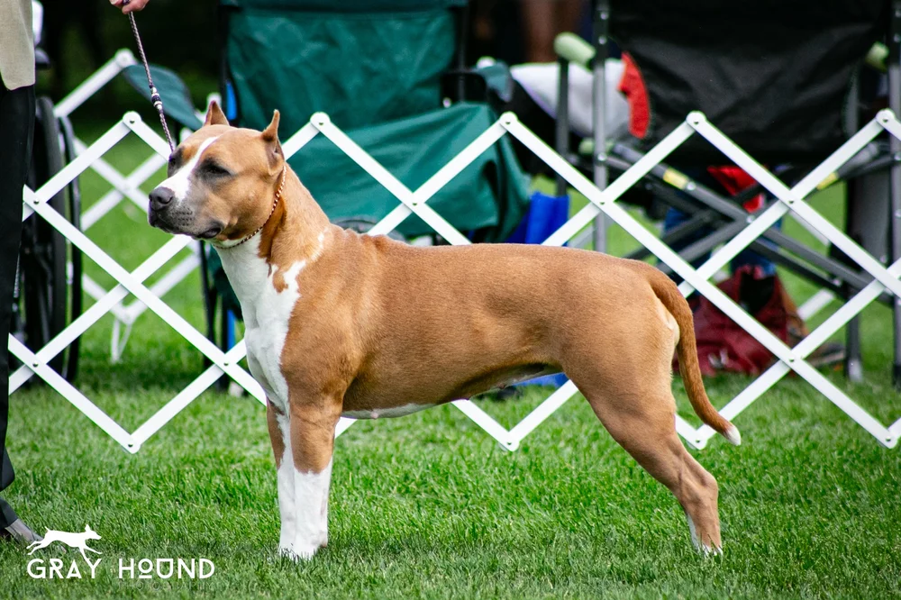 Females — LNR AmStaff Kennels