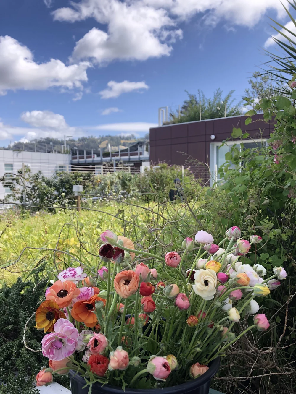 Flower Club — Bluma