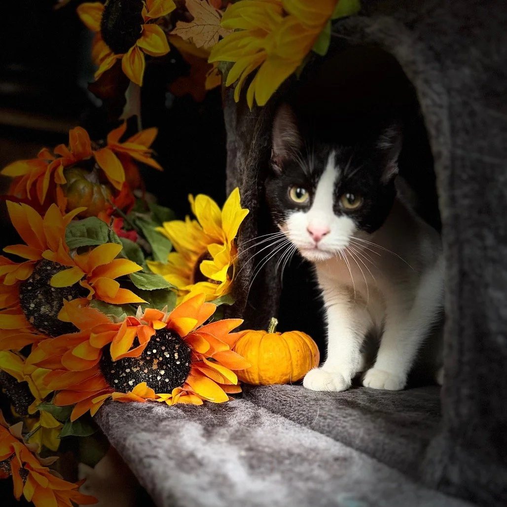 Panda — Abbeville Humane Society