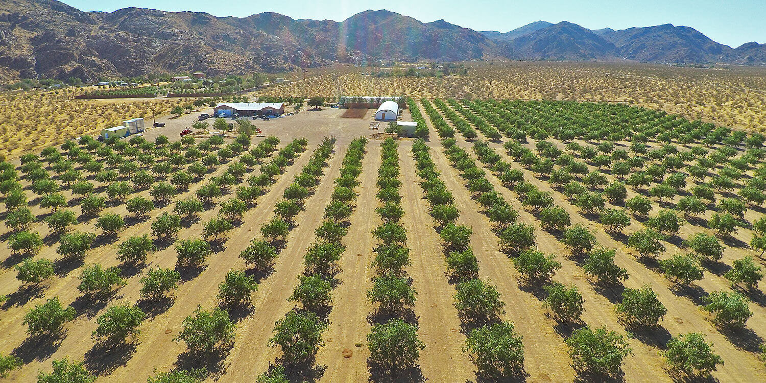 A Premium Jujube Product Company - JUJUME