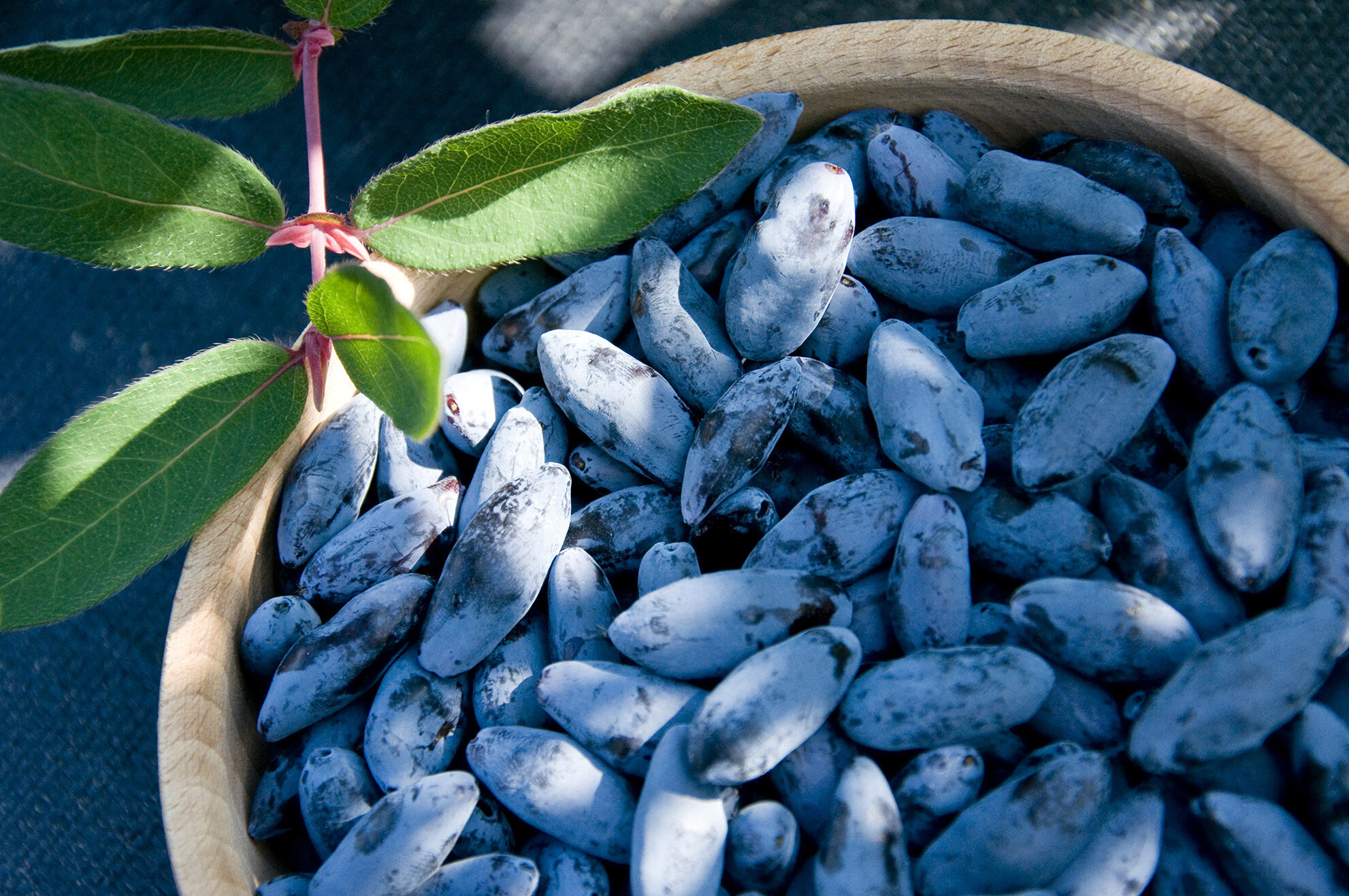 General 1 — Haskaps of Oz