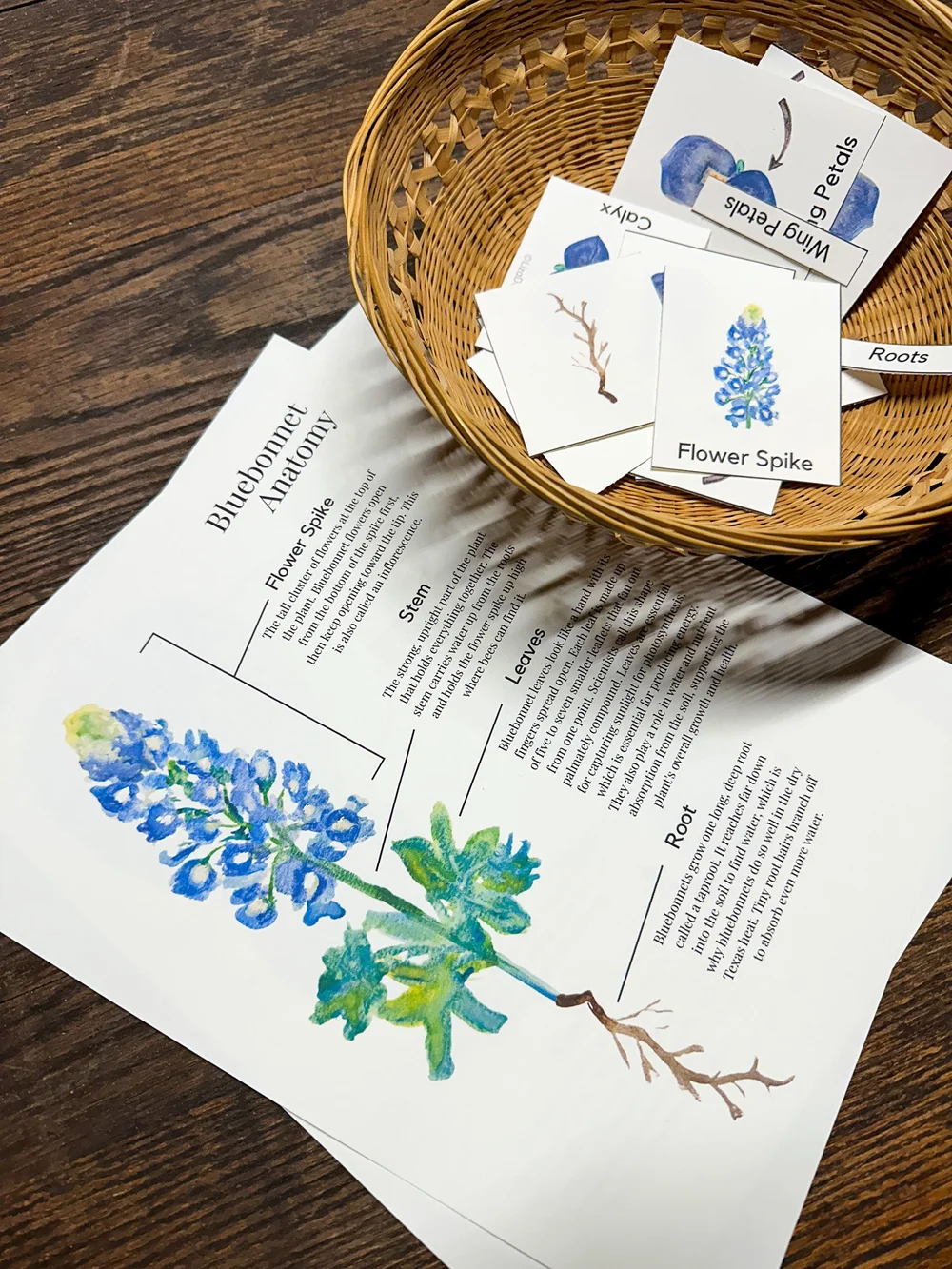 Parts of a Texas Bluebonnet: Complete Anatomy Guide — liza dora books