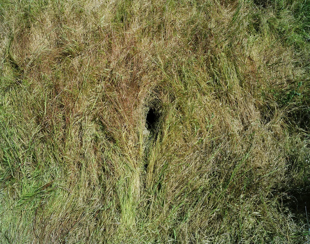 Animal Holes — Eirik Johnson Studio Website