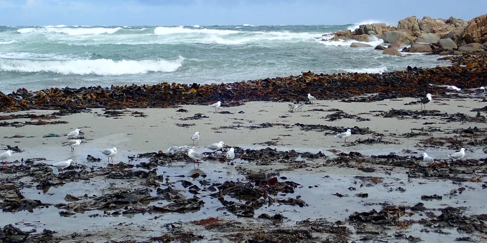 Catherine Stringer Artist — Seaweed papermaking