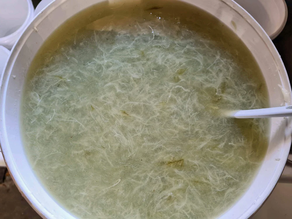 Making a Wearable Seaweed Paper Garment - Part 1, Planning — Catherine ...