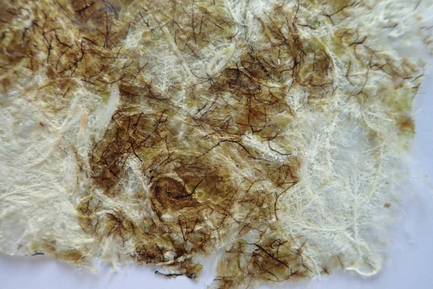 Making a Wearable Seaweed Paper Garment - Part 1, Planning — Catherine ...