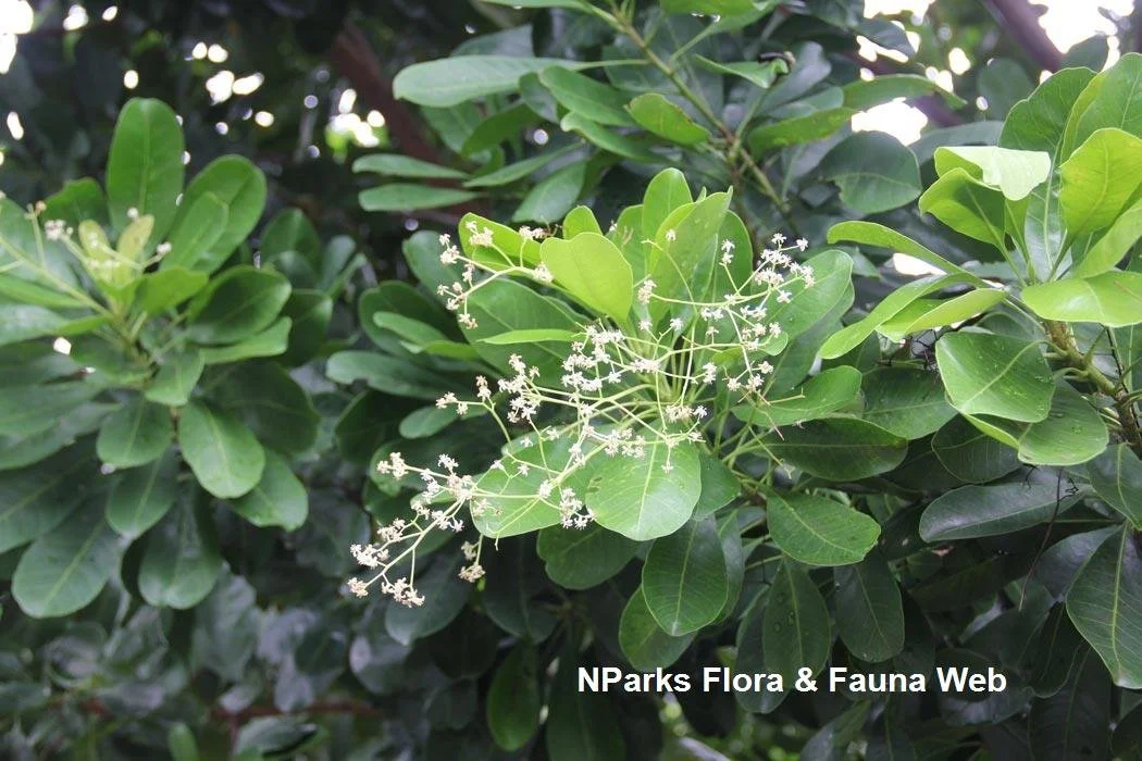 CBM’s Movement Towards Greening Singapore — CBM Main