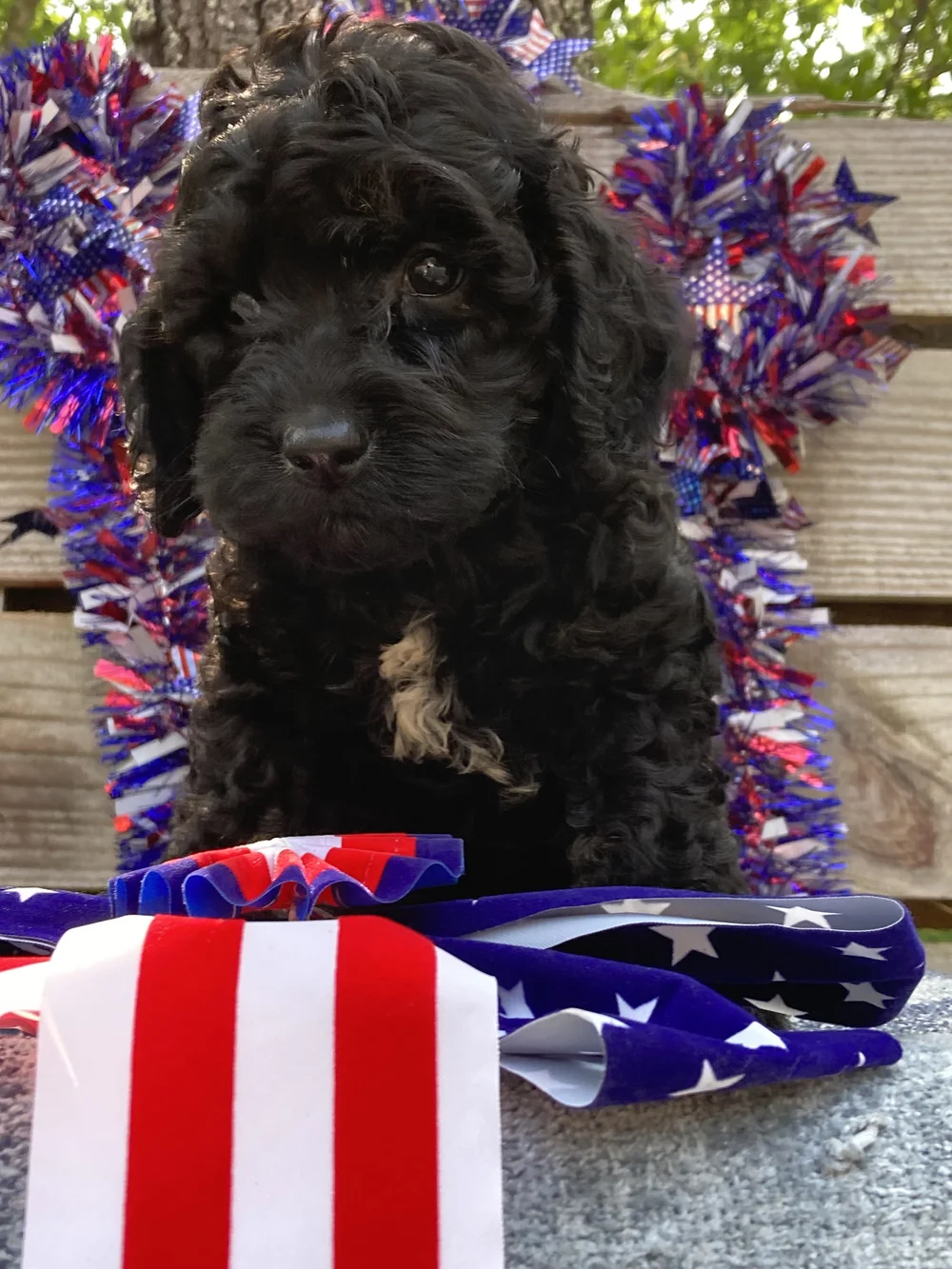 Tan Cockapoo Puppies