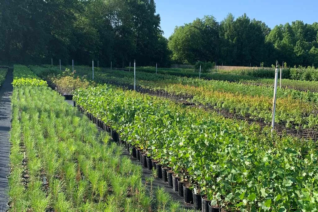 Native Plant Nursery Near Me Native Forest Nursery