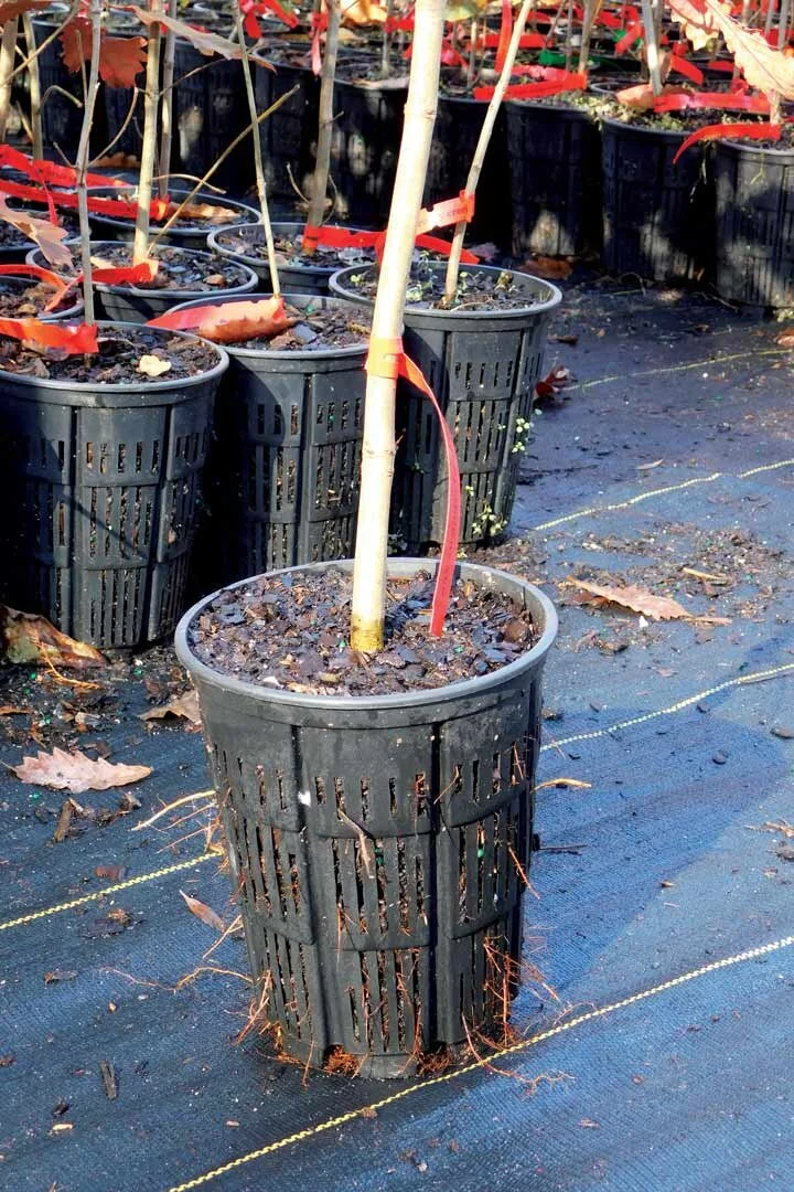 Native Plant Nursery Near Me — Native Forest Nursery